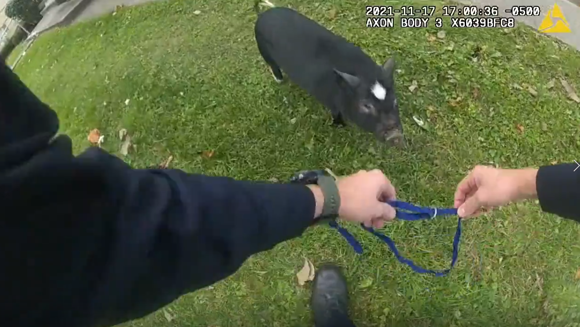 WATCH: Cincinnati police lasso loose pig while on patrol