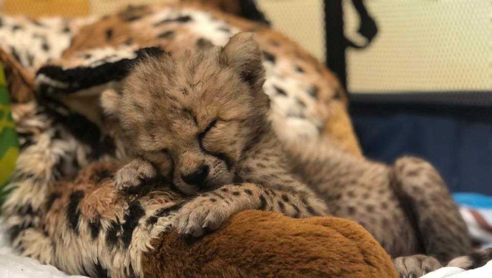 Public can now get chance to see cheetah cub Kris at Cincinnati Zoo