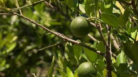 Citrus production: Greening disease impacting Florida crops