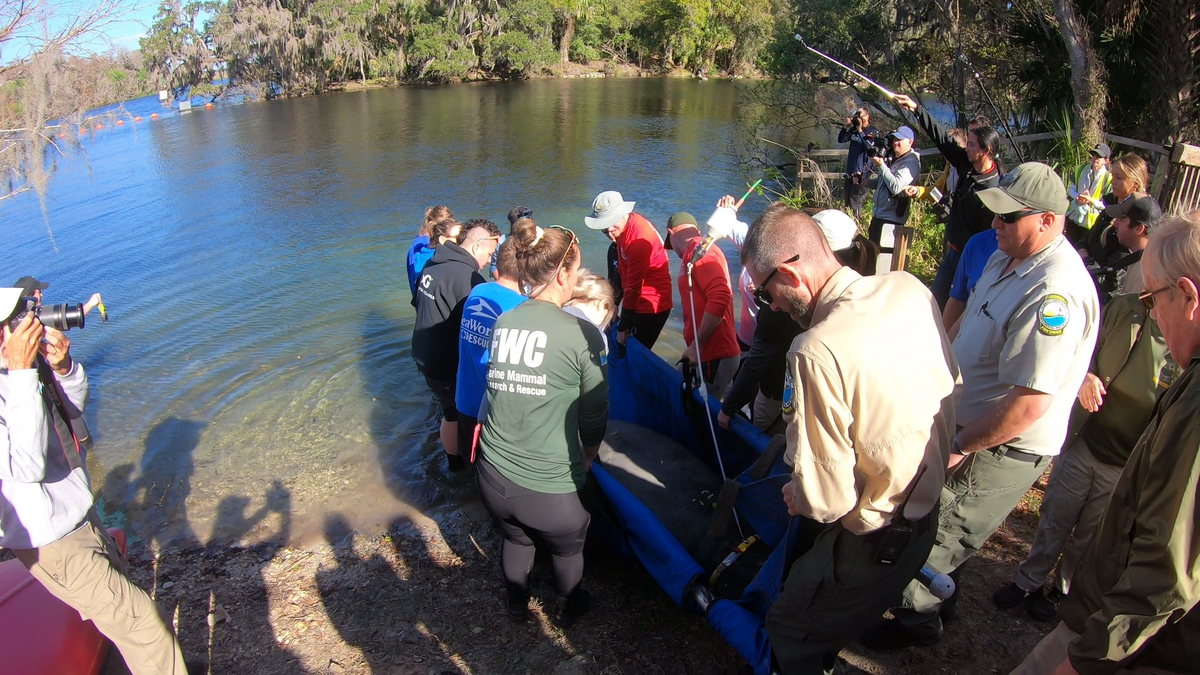 Photo Gallery: Manatees released in Florida