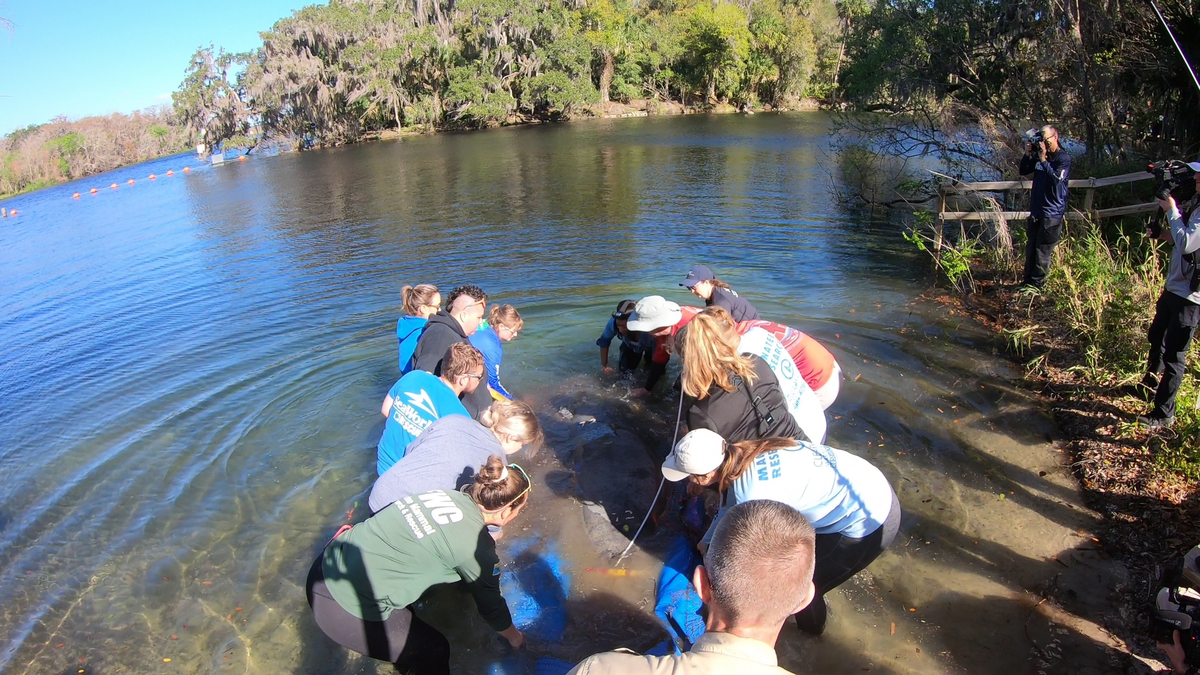 Photo Gallery: Manatees released in Florida