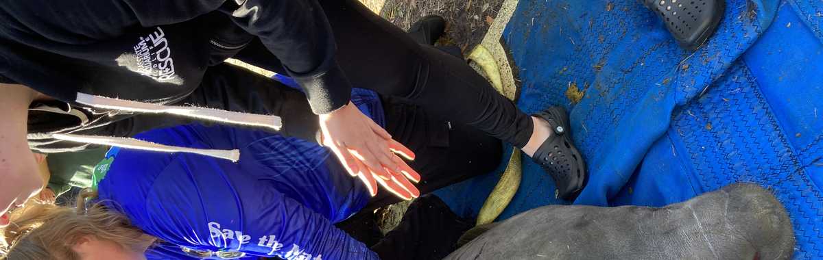 Photo Gallery: Manatees released in Florida