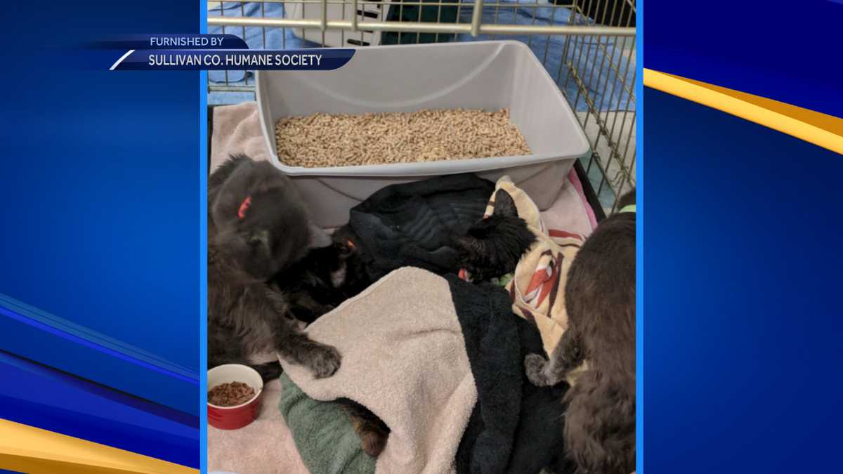 2 accused of cramming 14 cats into dog crate plead not guilty