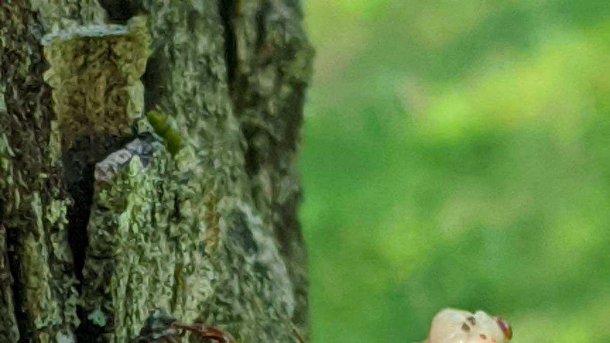 Photos: See the Brood X Cicadas emerging in Maryland