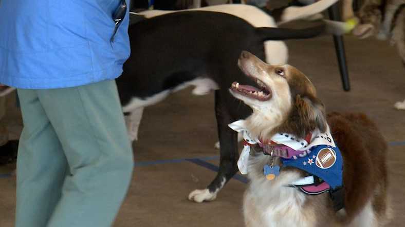 Dogs compete in the Louisville Club K9 Puppy Bowl