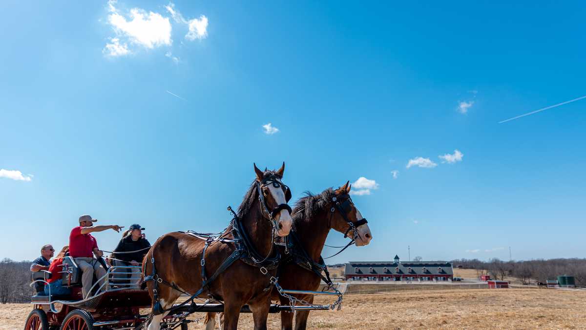 Anheuser Busch Clydesdale Breeding Farm Budweiser Clydesdales To