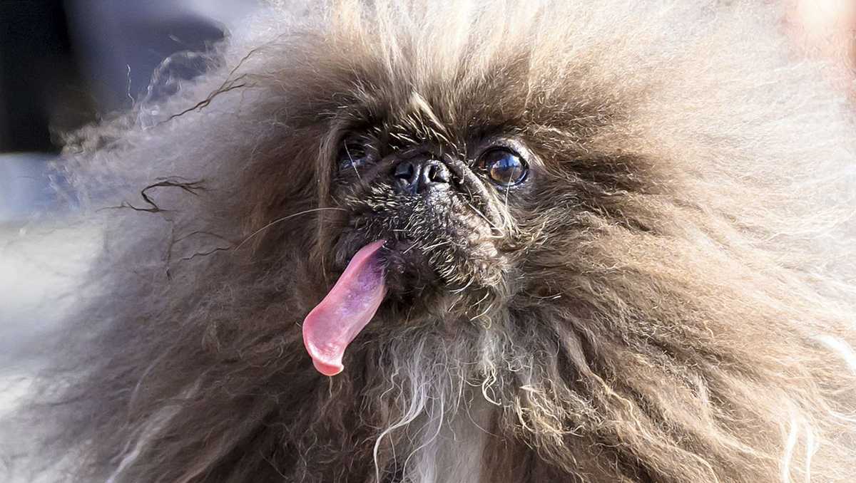 'World’s ugliest dog' is a long-tongued frizz-ball called Wild Thang