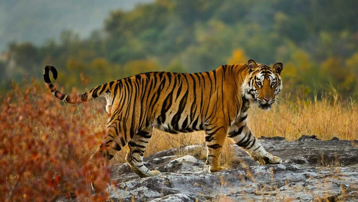How NASA and Google Earth are helping save tigers