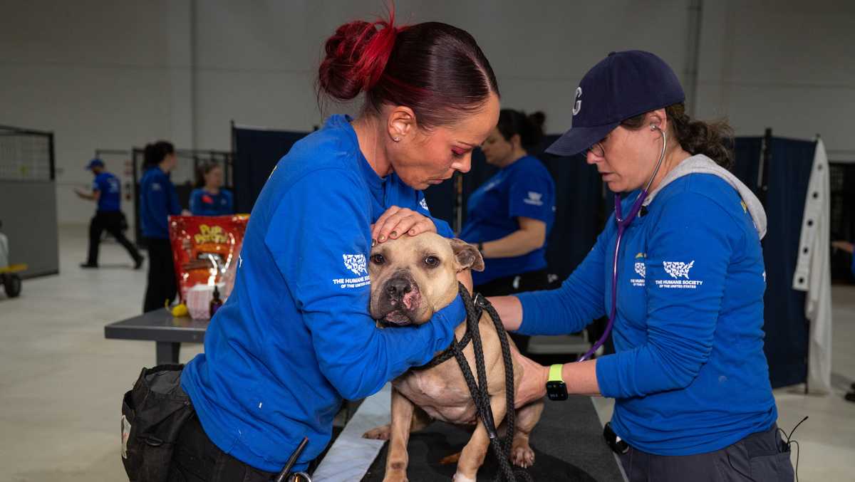 Over 120 dogs seized from NJ compound used in alleged dogfighting ring