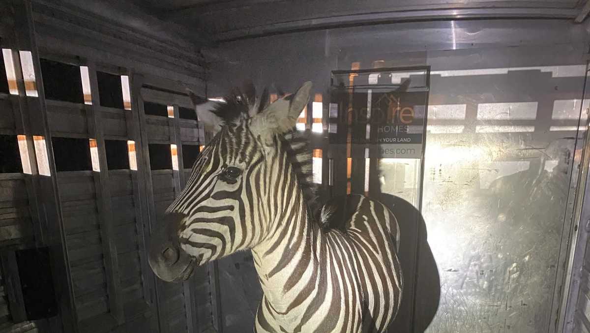 Escaped zebra captured after nearly a week on the lam