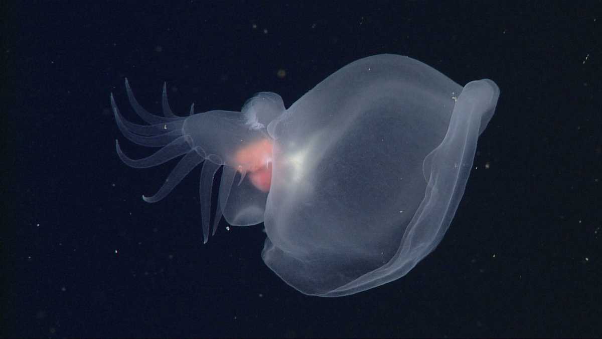 'Mystery mollusk' found in the ocean's midnight zone is unlike anything ...