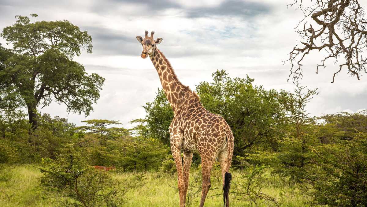 Giraffes are up next on the endangered species list, US wildlife ...