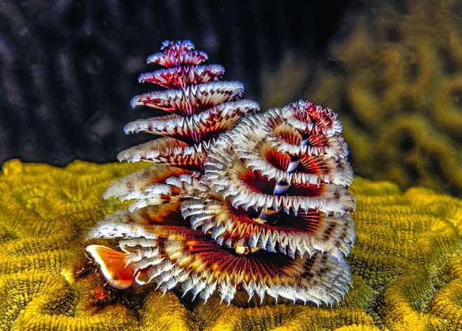 How animals are weathering warming holidays