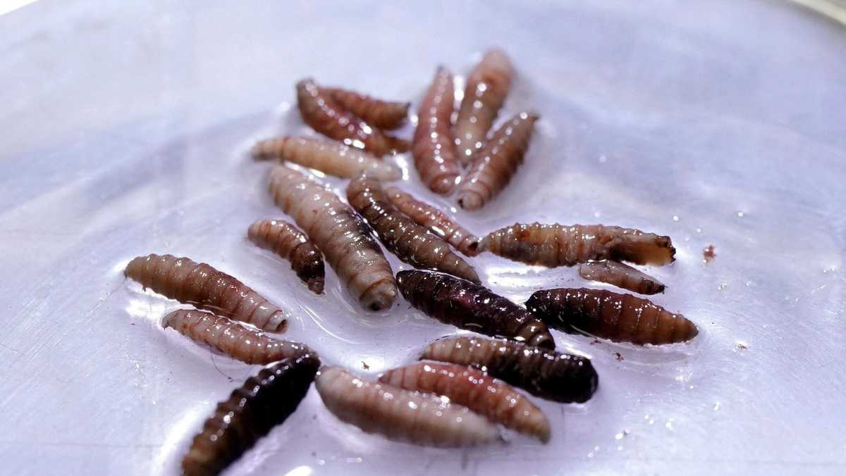 Rare human case of flesh-eating parasite New World screwworm identified ...