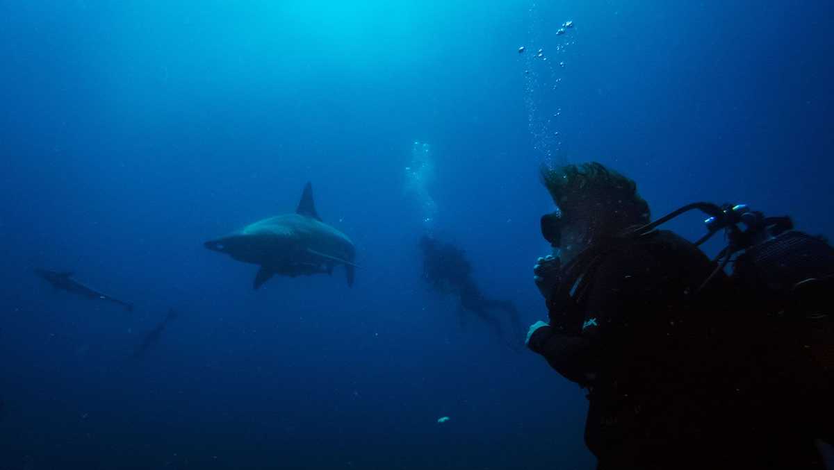 Unprecedented ocean heat is changing the way sharks eat, breathe and behave