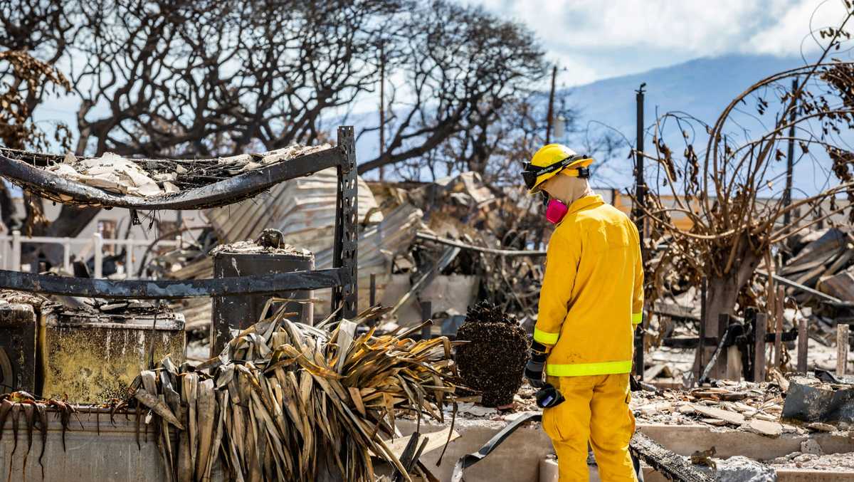 Maui wildfire death toll up to 111