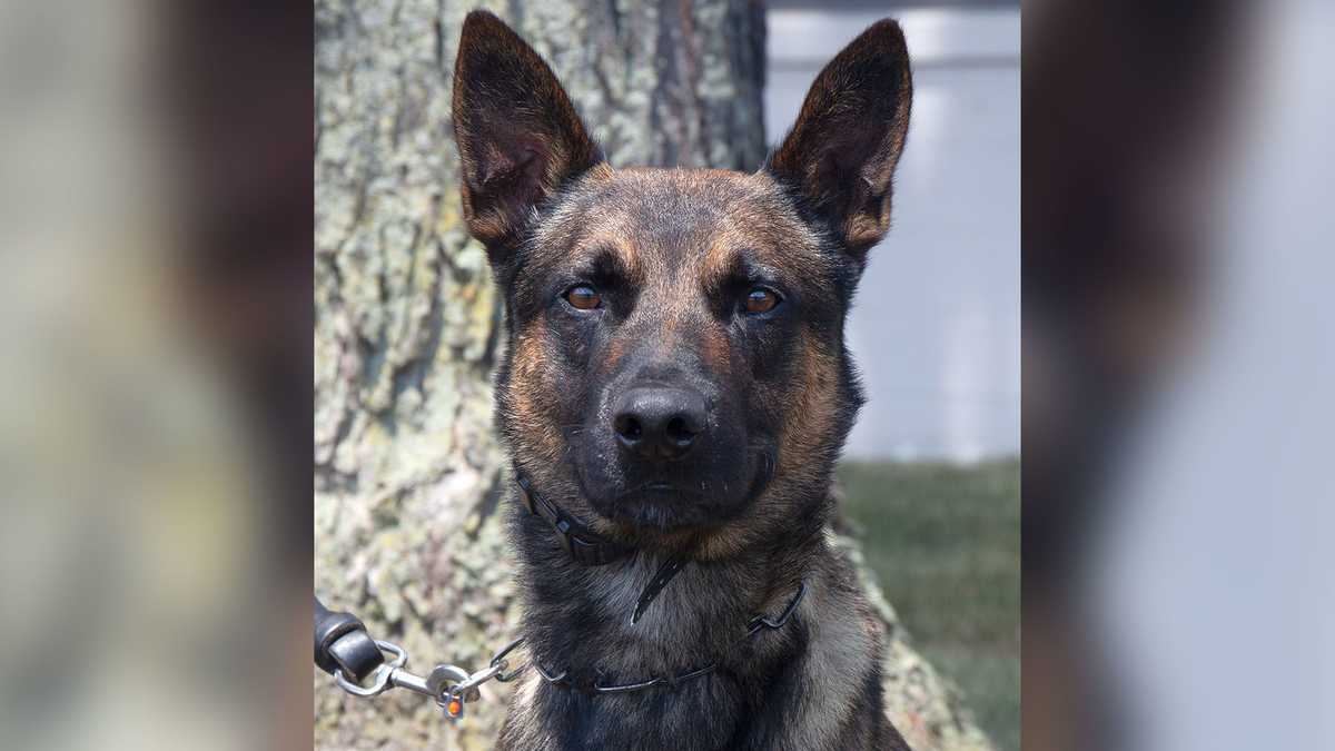 Meet Yoda, the K9 that helped capture Pennsylvania fugitive