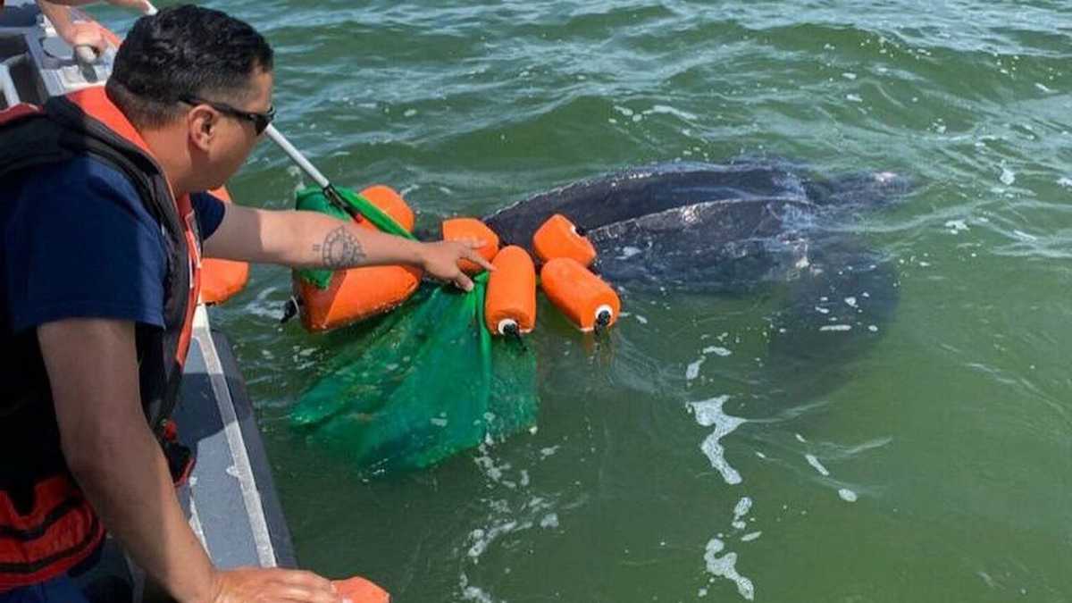 Coast Guard crew frees entangled sea turtle in Nantucket Harbor