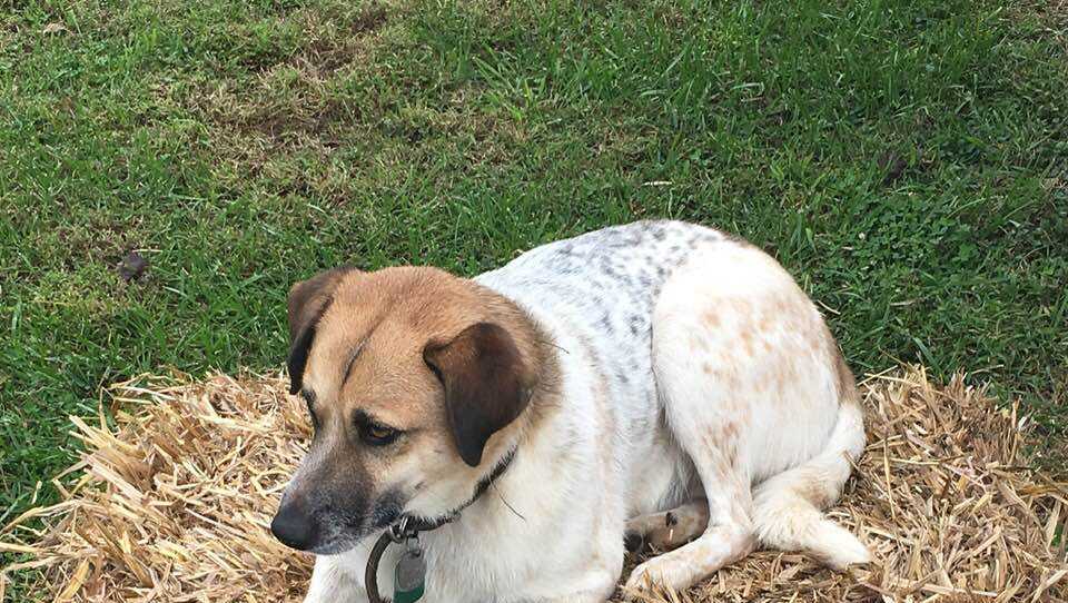 Lost and Found Pets in the WXII 12 Community