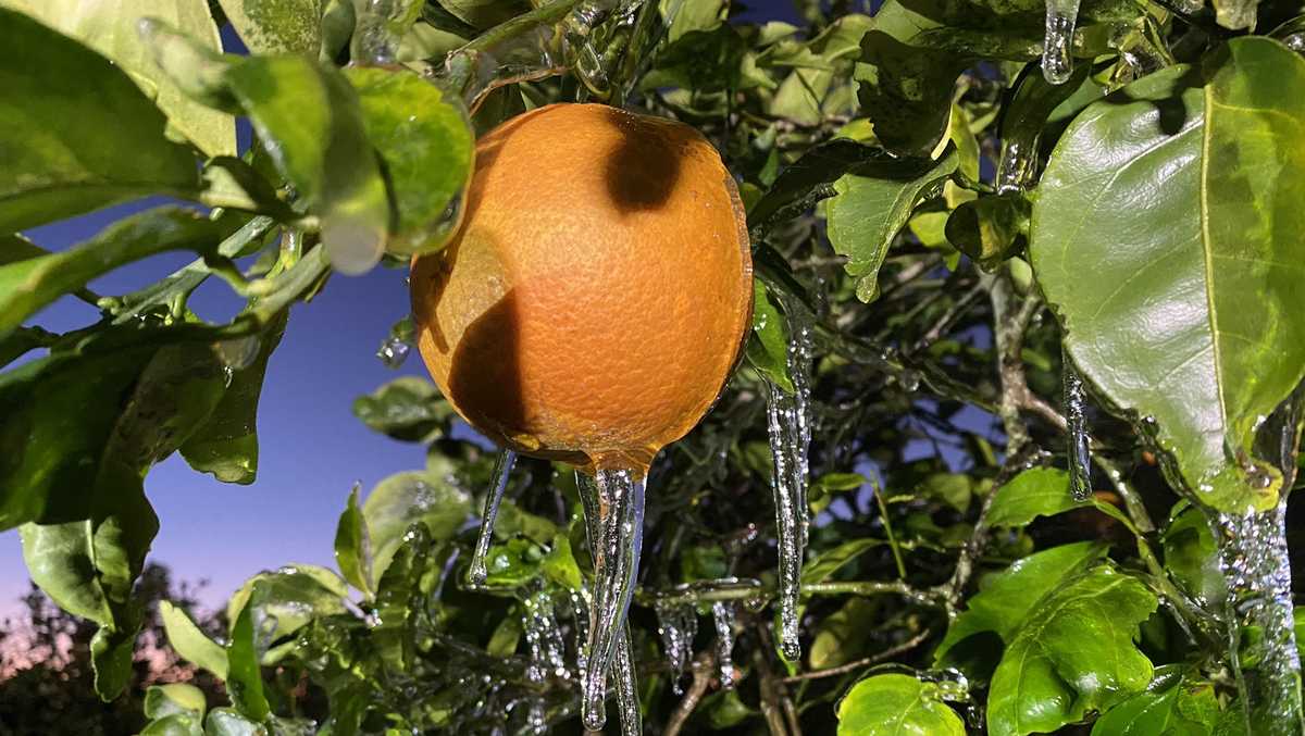 Cold Florida weather causes icicles to form on oranges