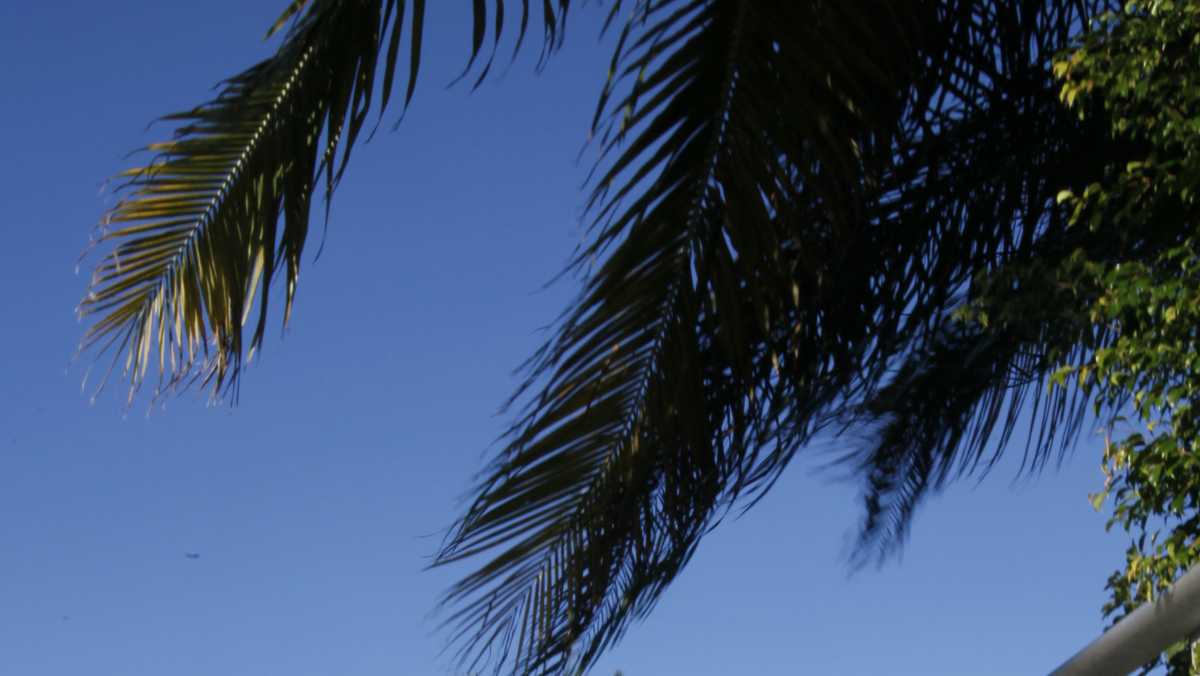 It's so cold in Florida, iguanas are falling from trees