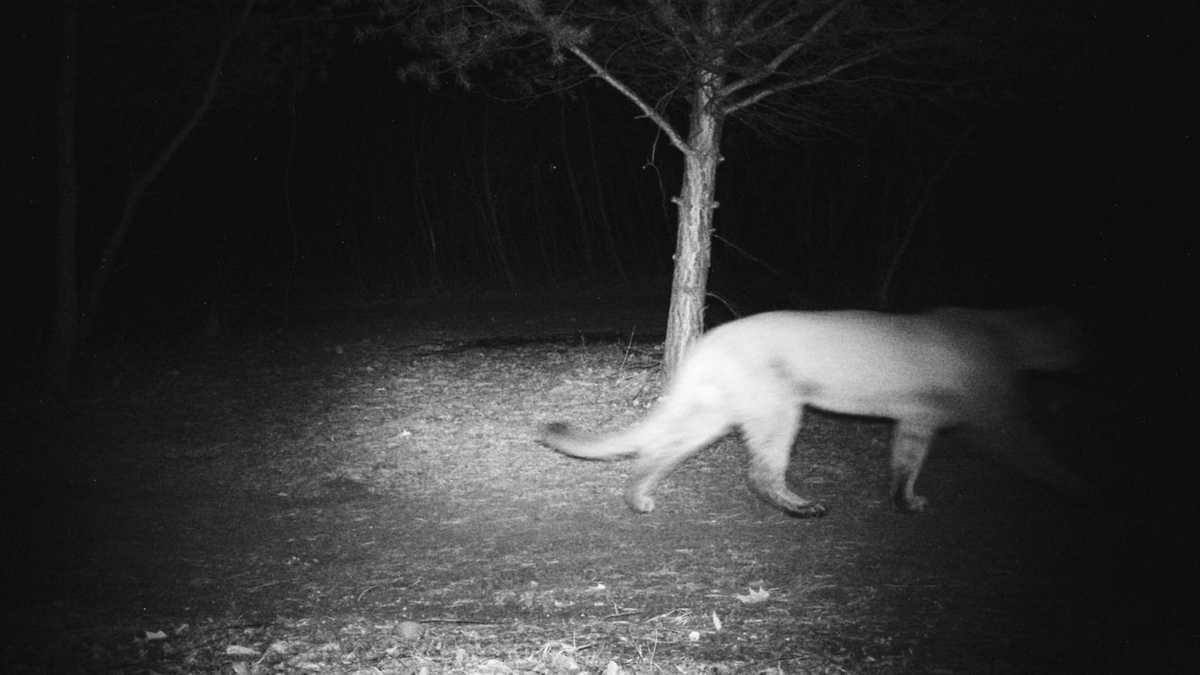 DNR officials confirm second cougar sighting in Colgate DNR officials confirm second cougar sighting in Colgate