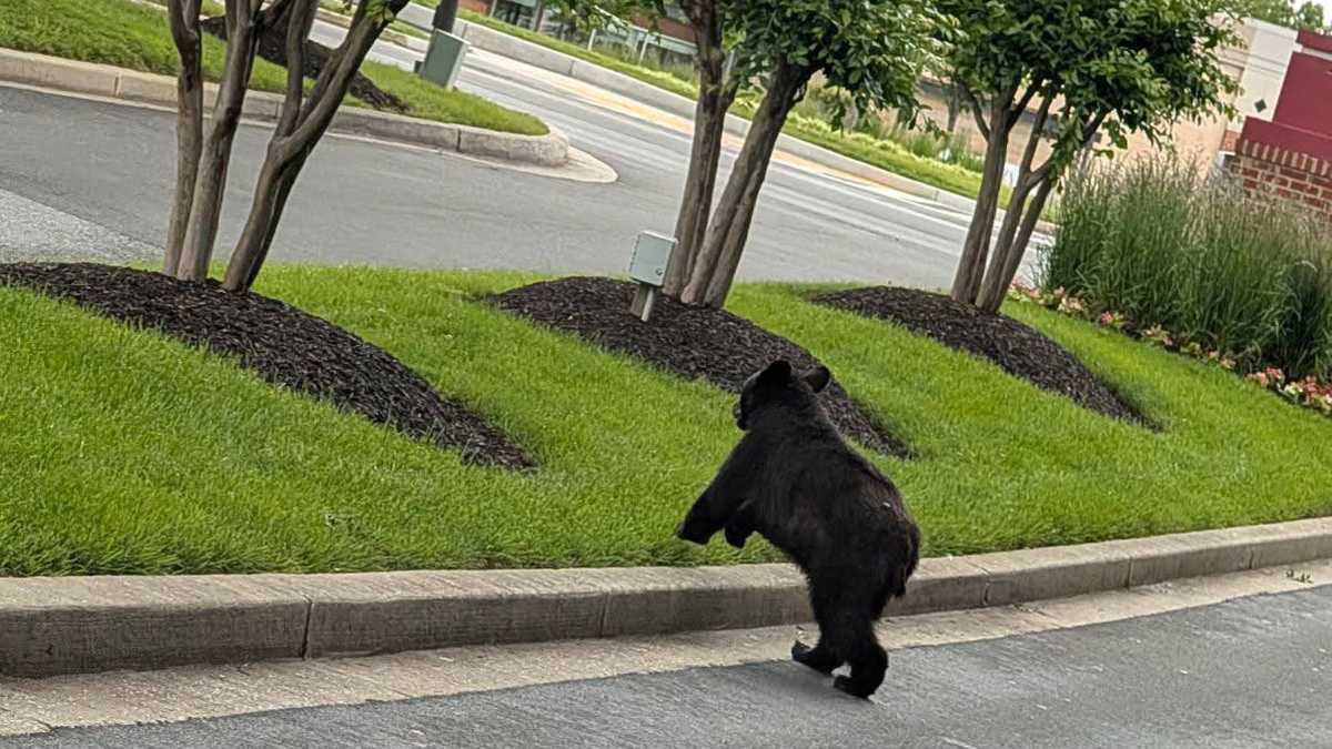 DNR: Bear spotted in Maryland counties caught in Silver Spring