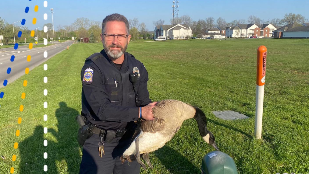 Ohio police rescue injured goose struck by vehicle