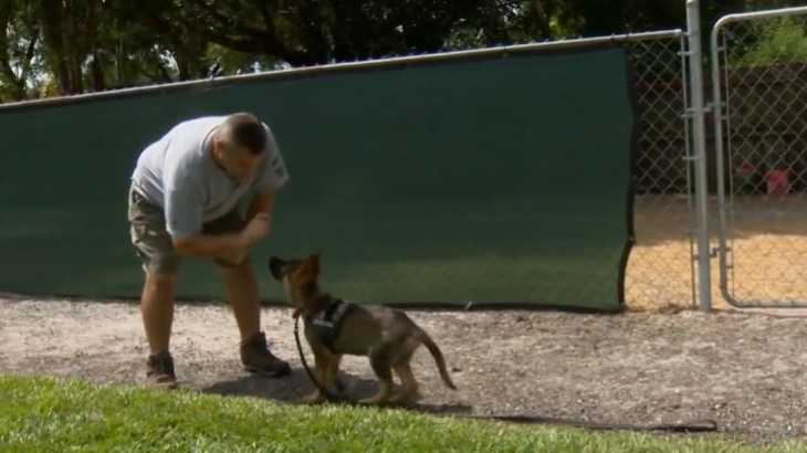 Central Florida man trains dogs for veterans
