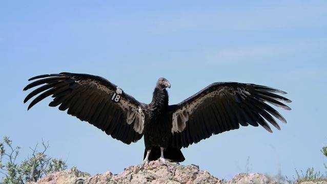 Flock of giant California condors trash woman's home