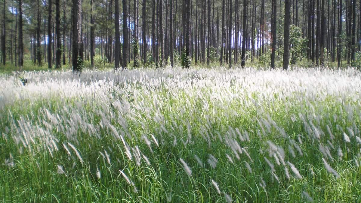 Georgia: Warning to landscapers, gardeners about invasive weed