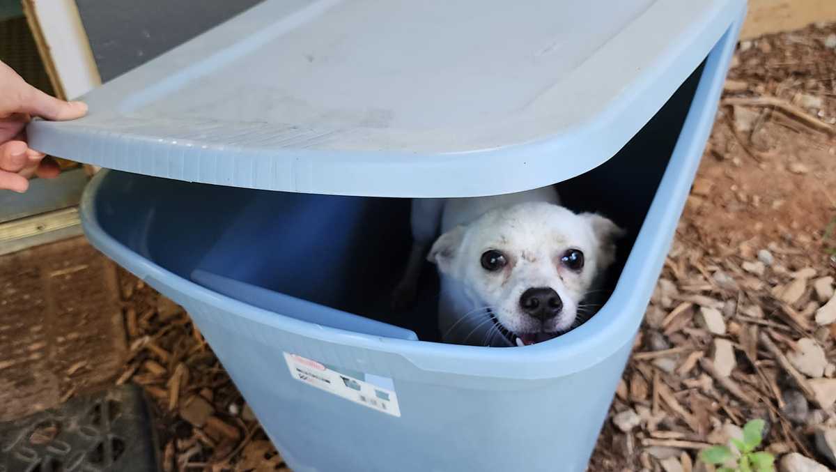 South Carolina: Dog left at animal shelter in plastic container