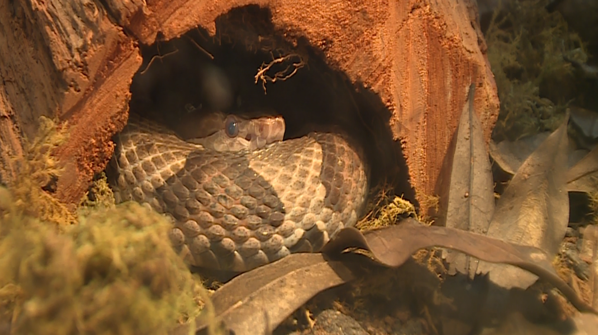 Venomous snakes in North Carolina: Can you name all 6 of them?