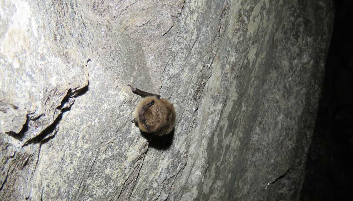 During international Bat Week, New York, Vermont biologists share ...