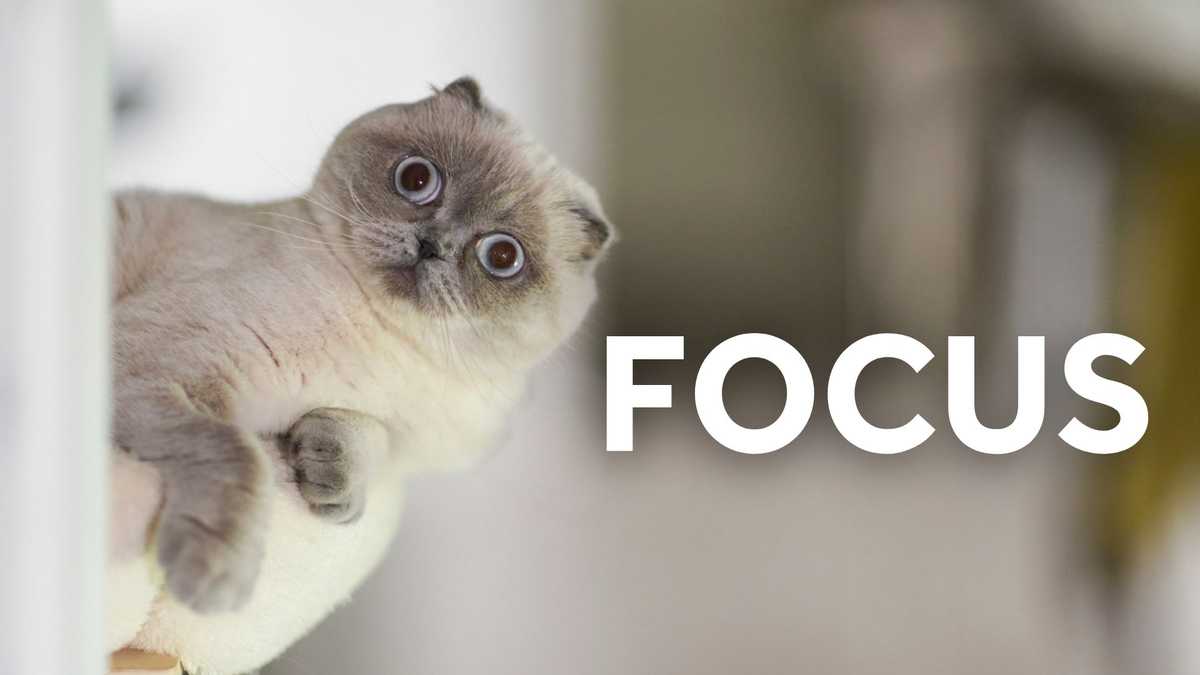 Dying to Ask podcast: What is singular focus and how to get it