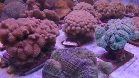 Florida Coral Rescue Center dedicated to saving dying coral