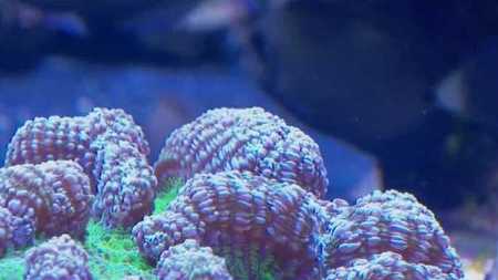 SeaWorld officially opens Florida Coral Rescue Center