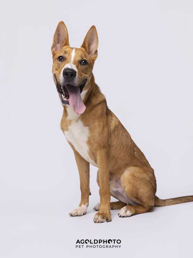 Adoptable pets at Halifax Humane Society