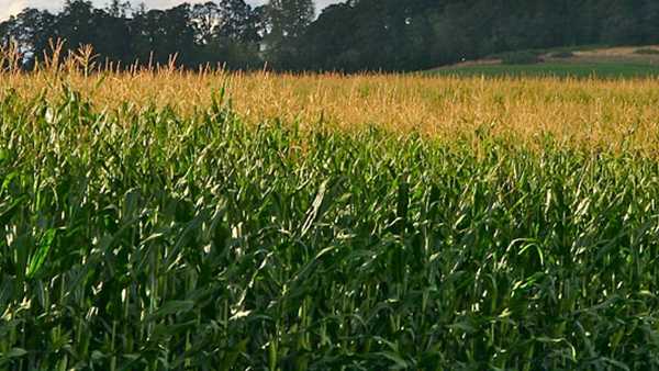2 young Amish boys killed by tractor on Indiana farm