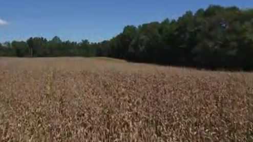 Farmers 'anxious' as dry weather hurts crops across Piedmont Triad
