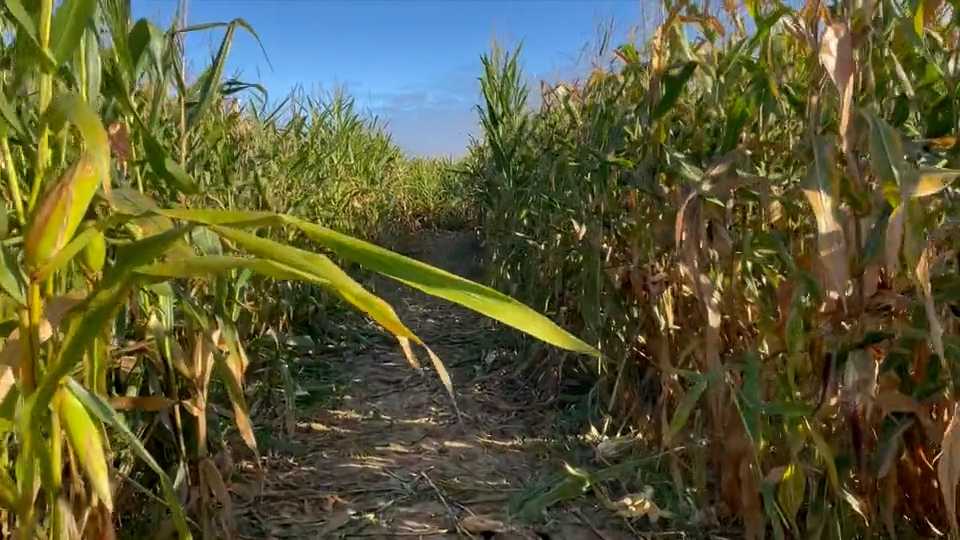 Farm near La Grange opens pumpkin patch, corn maze, hay bale trail for fall