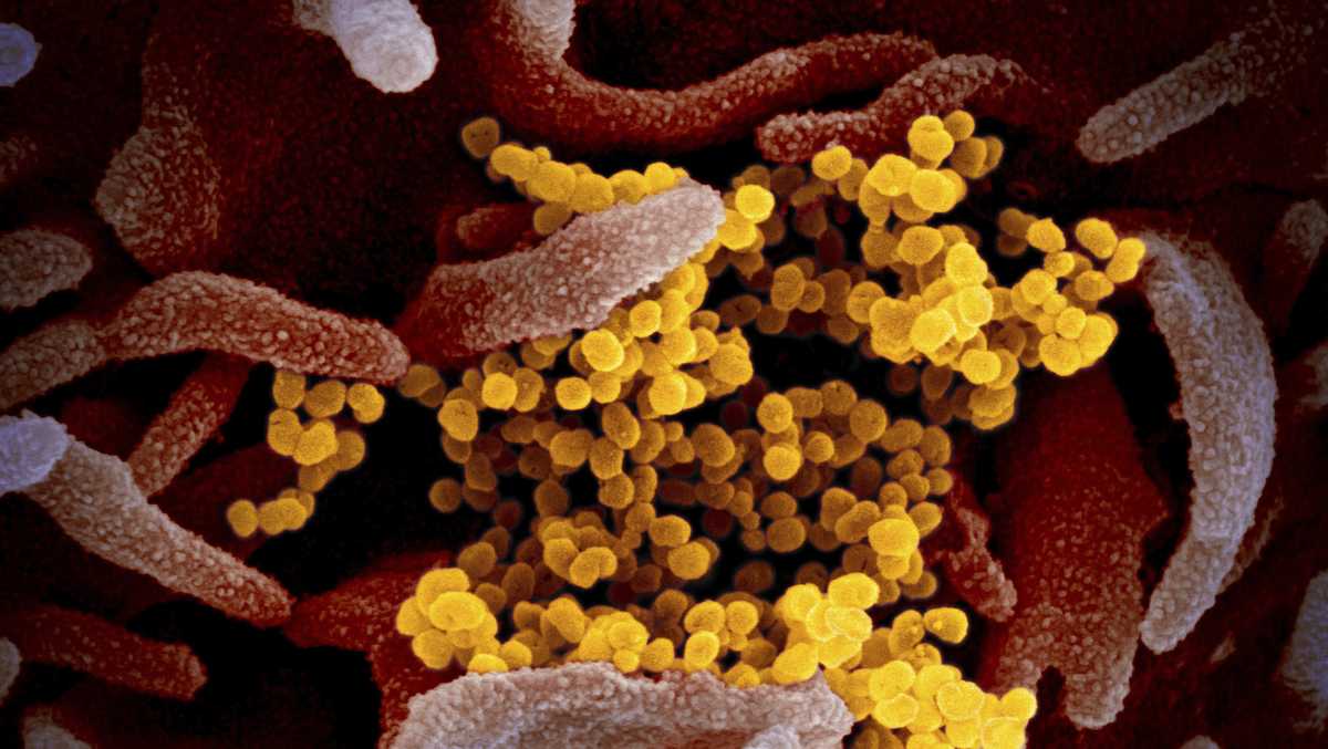 What does WHO's coronavirus pandemic declaration mean?
