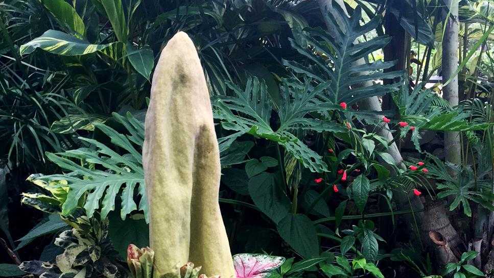 The Big Stink: Rare tropical flower to bloom tonight