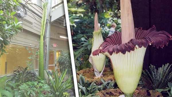 Cincinnati Zoo now home to incredibly rare, pungent 'corpse flower'
