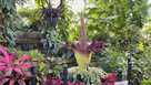 Corpse flower expected to bloom next week at Mitchell Park Domes