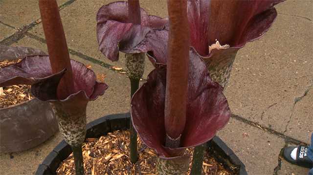 Man realizes he was growing corpse flowers after they start blooming