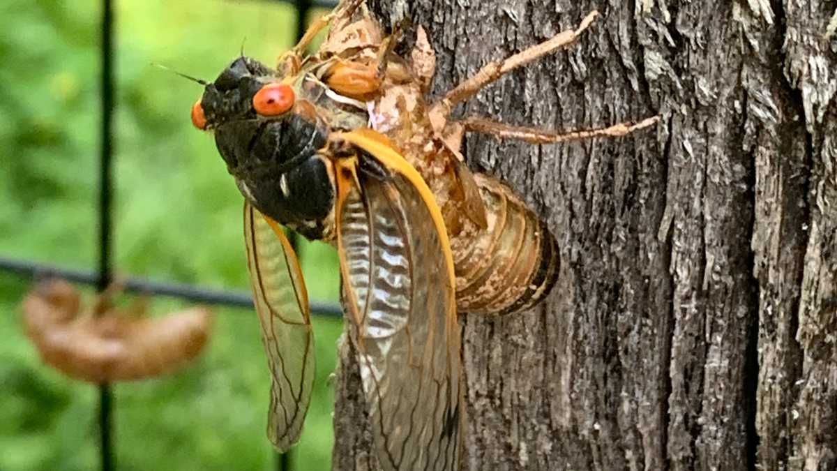 Photos: See the Brood X Cicadas emerging in Maryland