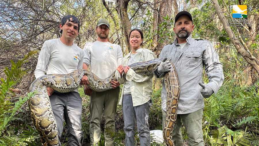 More than 20 tons of pythons removed by Conservancy of SW Florida in ...