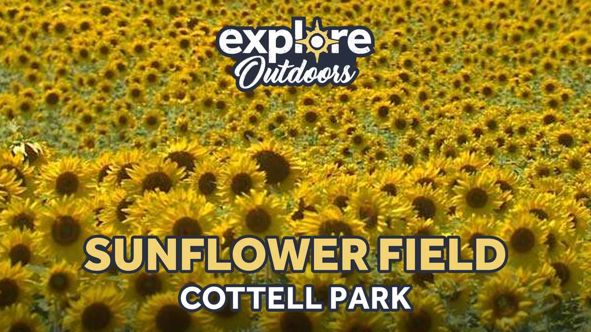 Explore Outdoors: Deerfield Township sunflower field in bloom