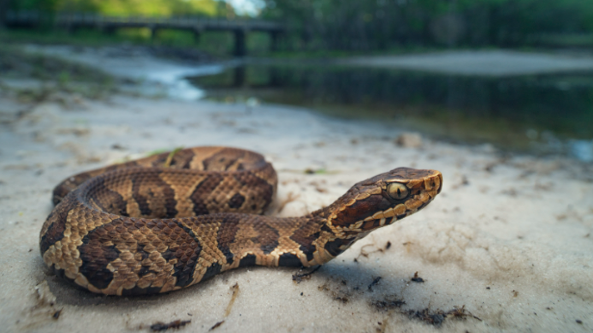Venomous snakes in North Carolina: Can you name all 6 of them?